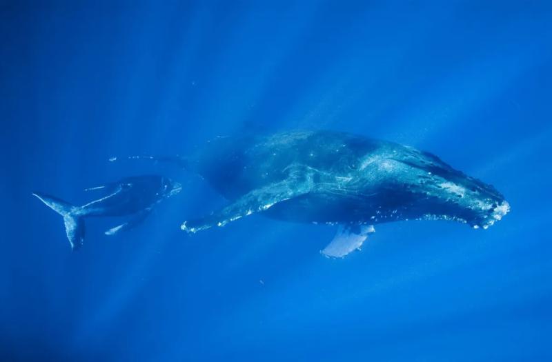 Misterio resuelto: descifran cómo las ballenas cantan bajo el agua