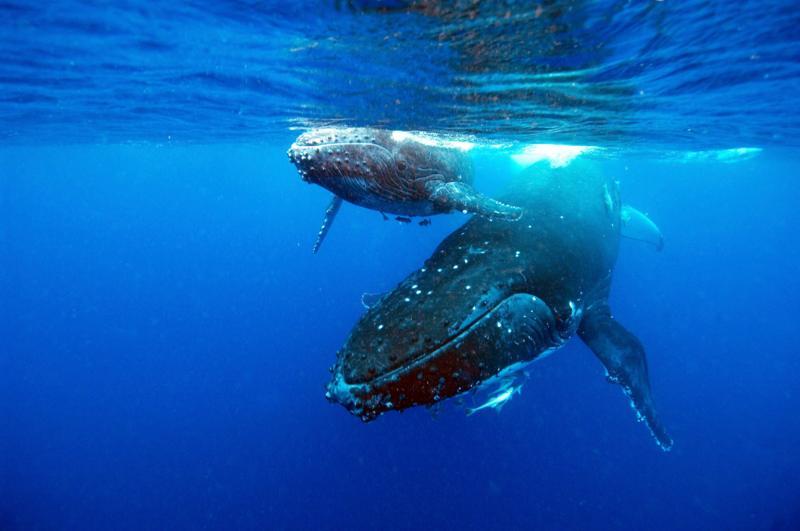 Misterio resuelto: descifran cómo las ballenas cantan bajo el agua