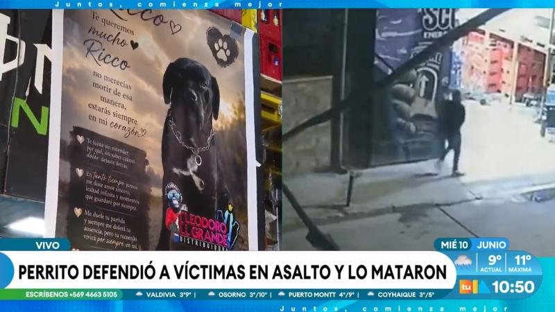 Cerro Navia: perro murió por disparo al salvarle la vida a dueña | 13.cl