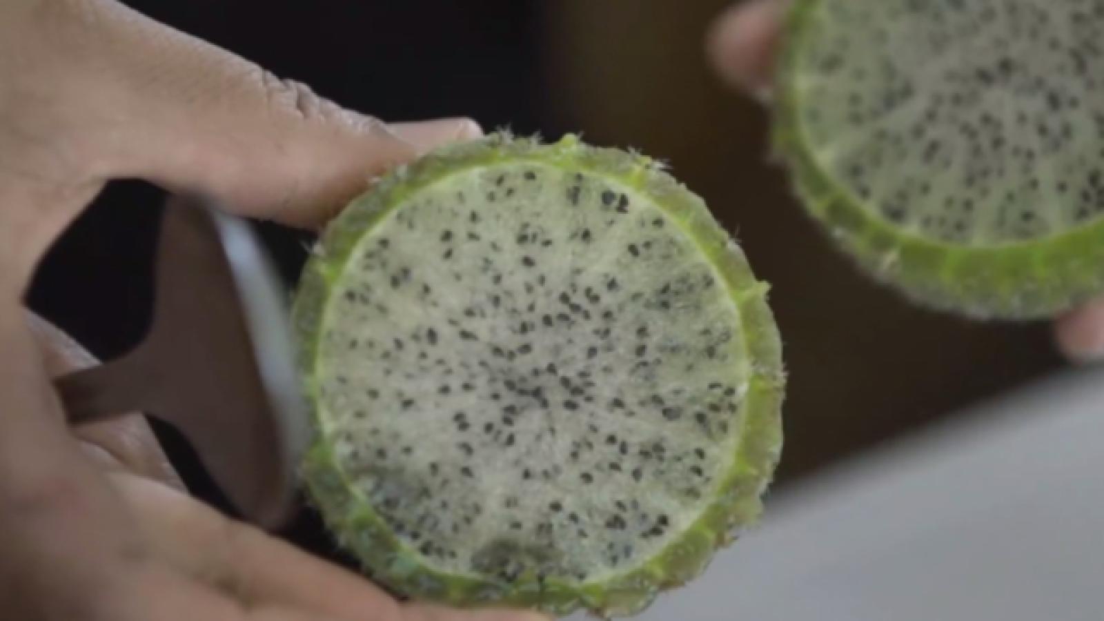 ¿Conoces el fruto que dan los cáctus?