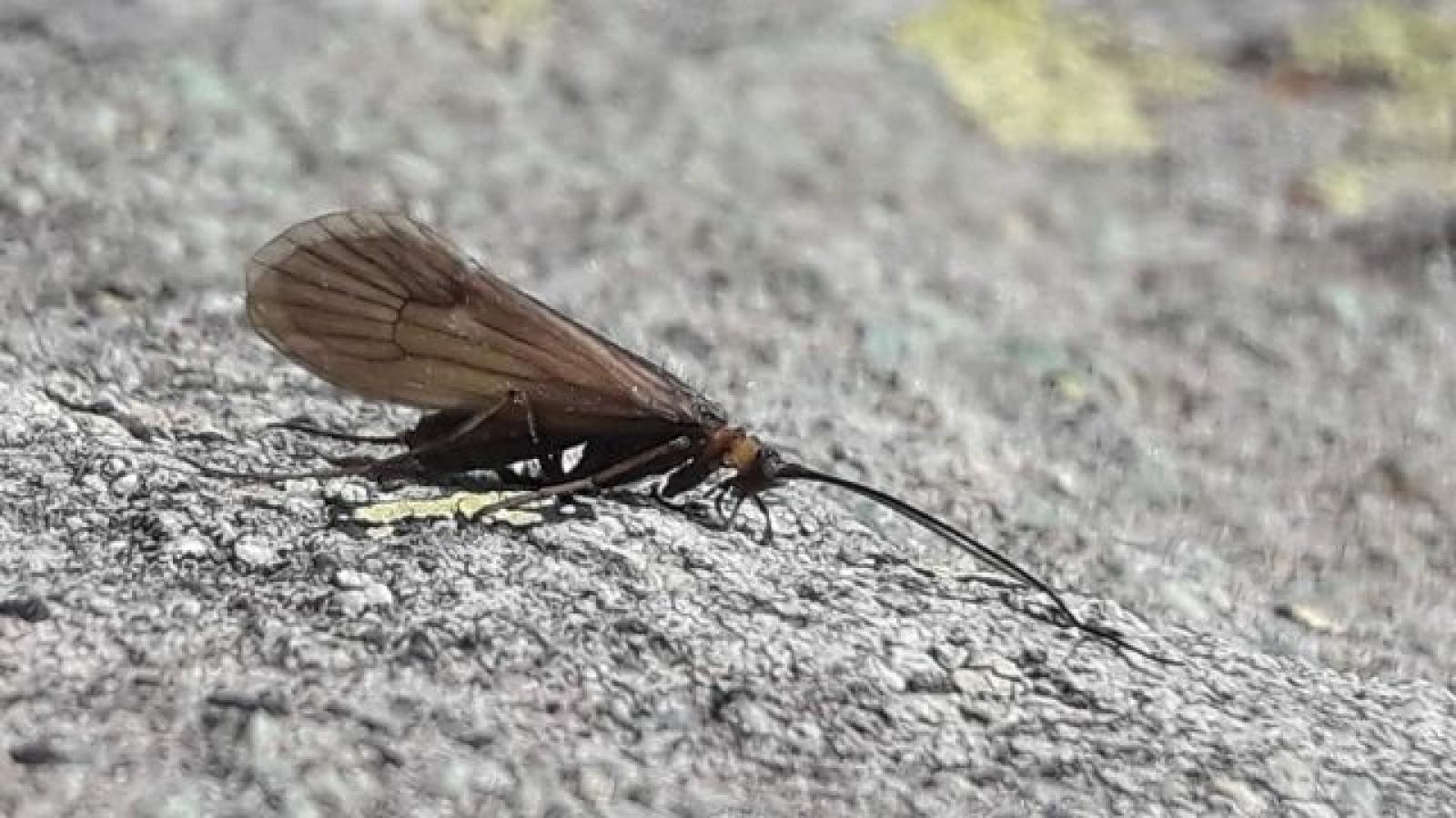 Ciencia al día: ¿Por qué un nuevo insecto fue llamado coronavirus?