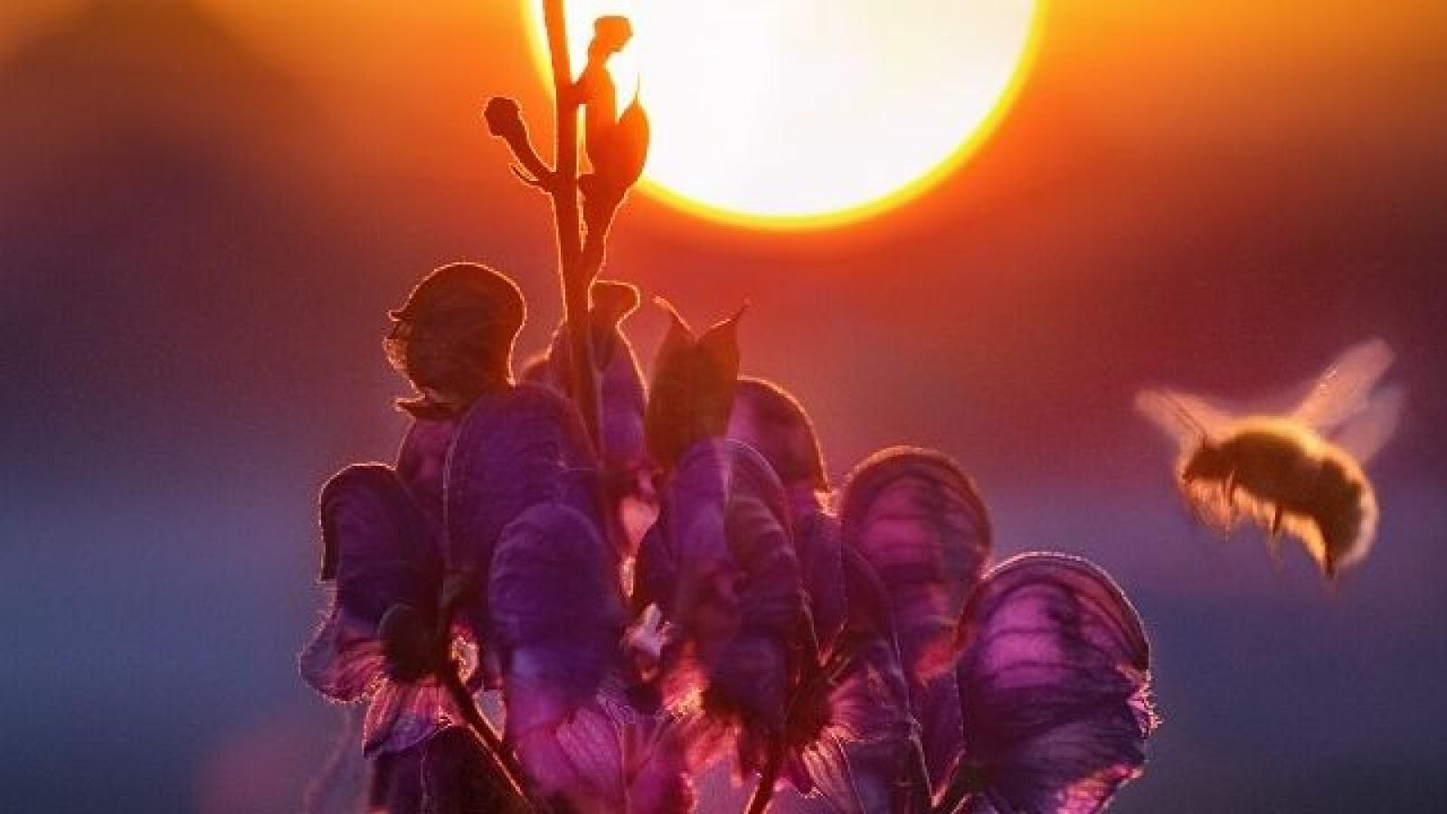 Las grandes diferencias entre las abejas nativas y melíferas