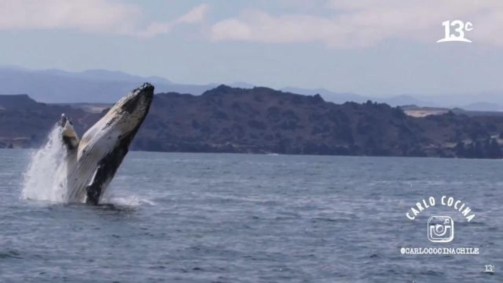 El impresionante avistamiento de ballenas que emocionó a Carlo von ...