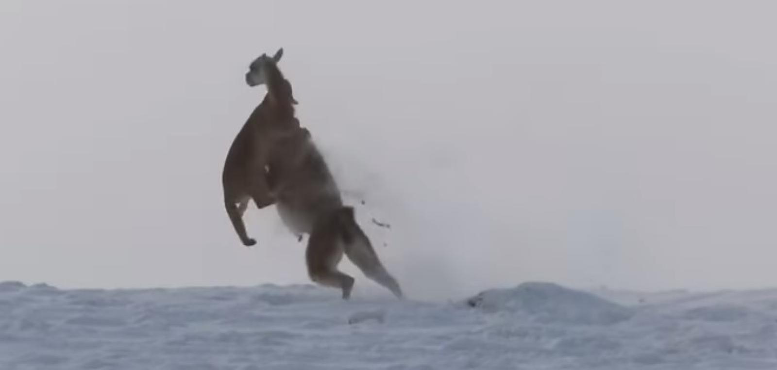 El impactante registro de un puma cazando un guanaco en la nieve