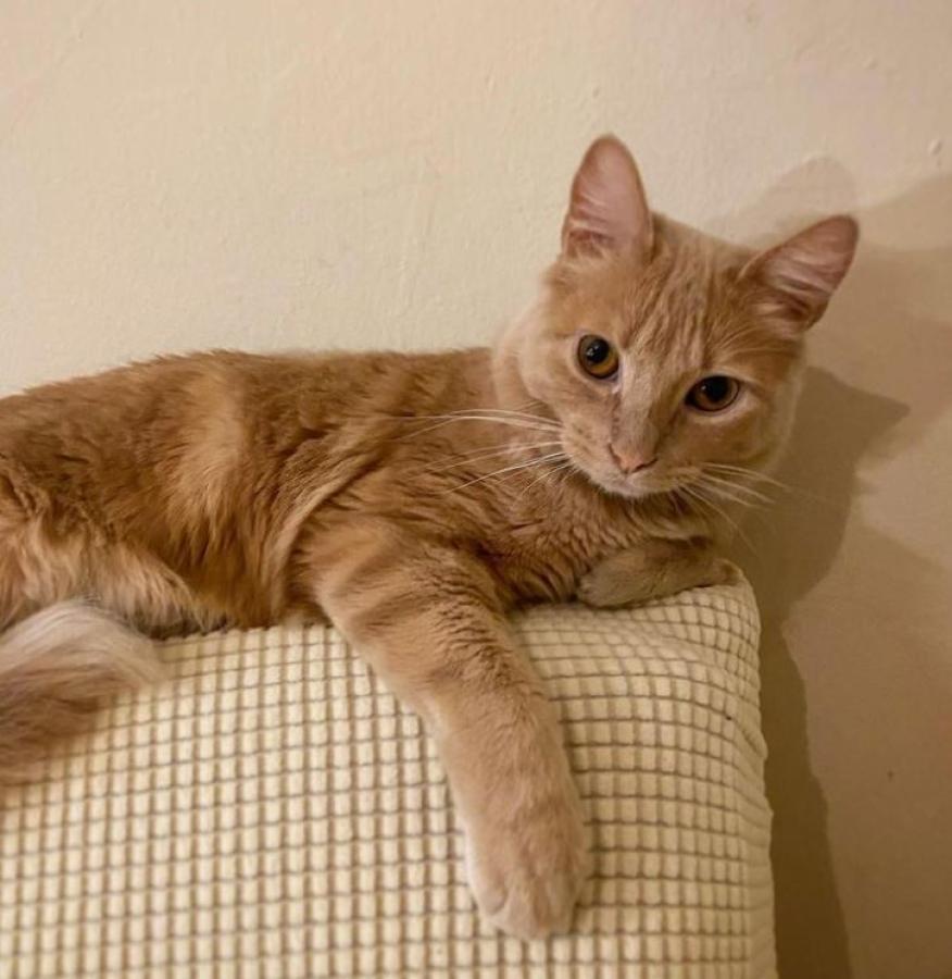 El señor abogato: El gatito que conquistó el corazón de los ...