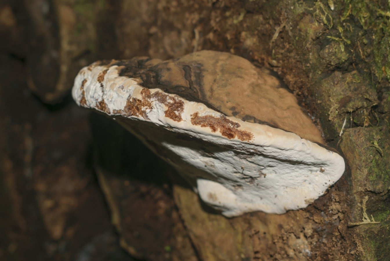 Oreja de palo: el súper hongo que se reproduce solo | 13C