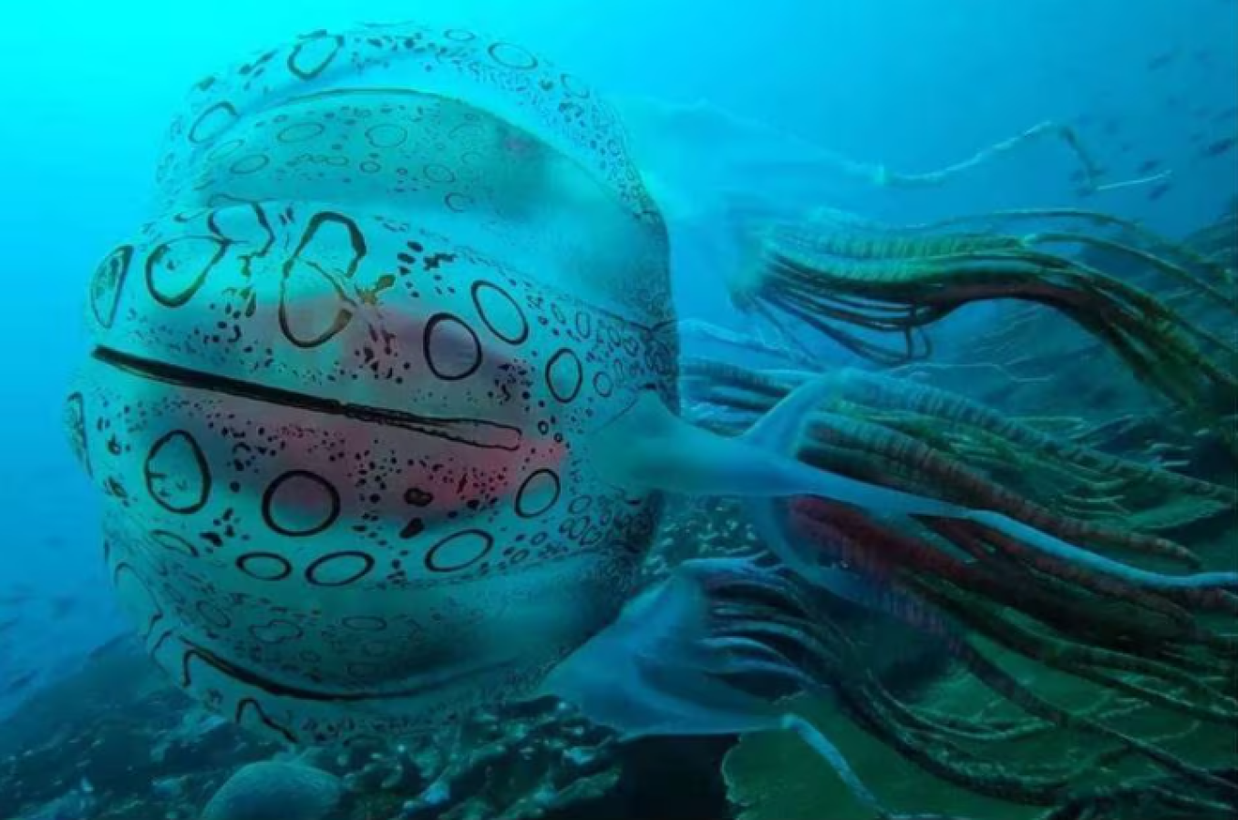 Así es la extraña medusa que se ha visto solo dos veces en la historia