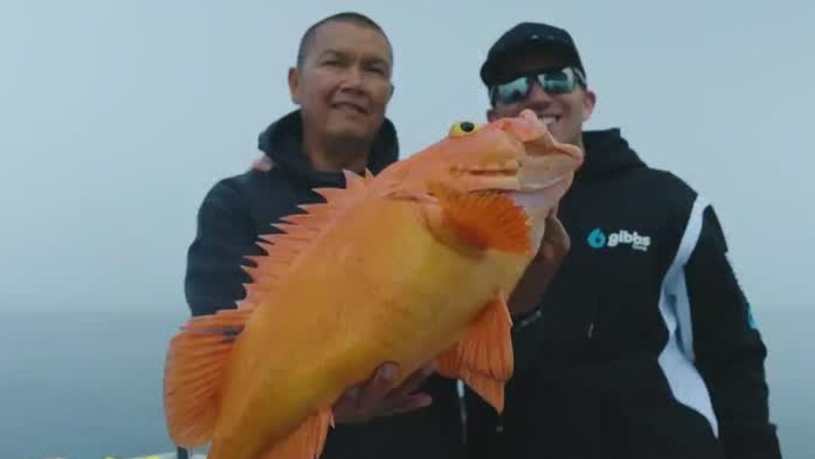 Conoce el Yelloweye Rockfish, el pez que es protegido de Canadá