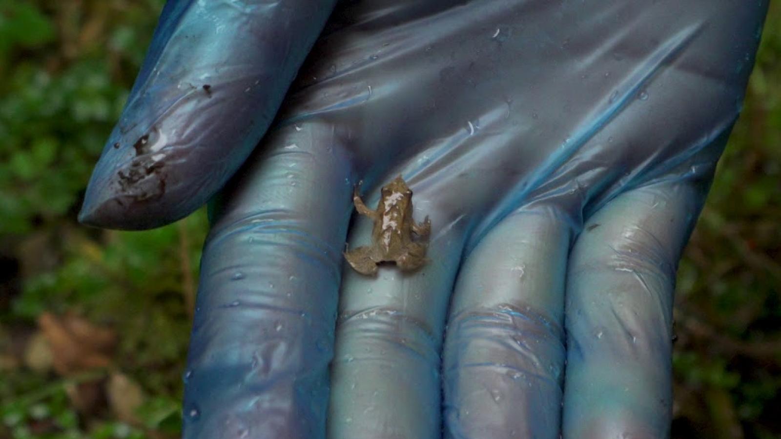 Nueva población de ranitas de Darwin es descubierta en el Parque ...