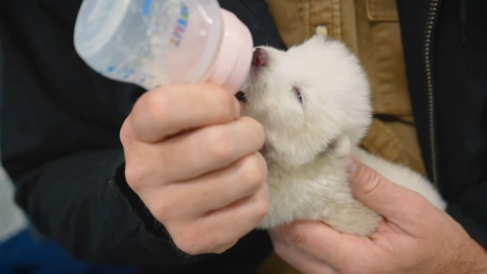 El regreso del lobo terrible: científicos aseguran haber revivido ...
