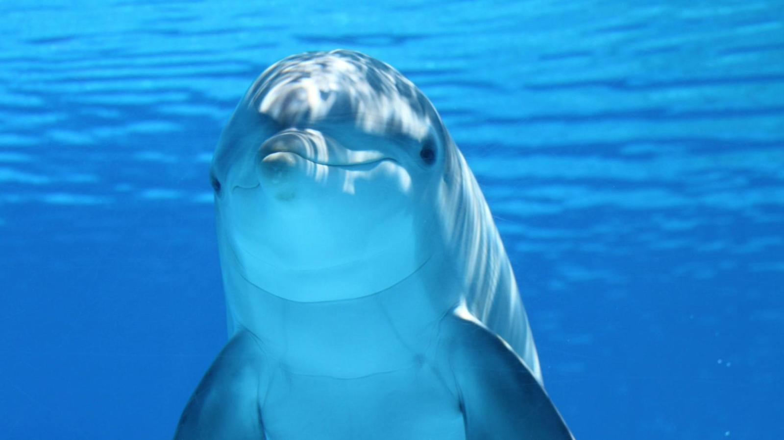 Google presenta un modelo de IA para decodificar lenguaje de los delfines