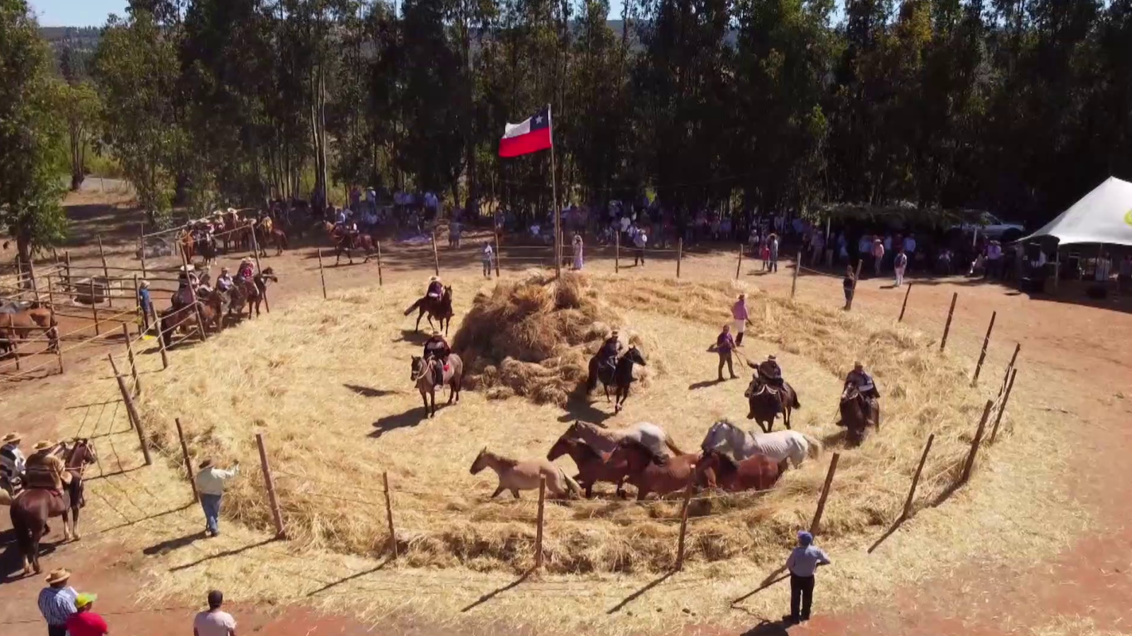 Trilla a yegua suelta: conoce la tradición campesina que aún se ...