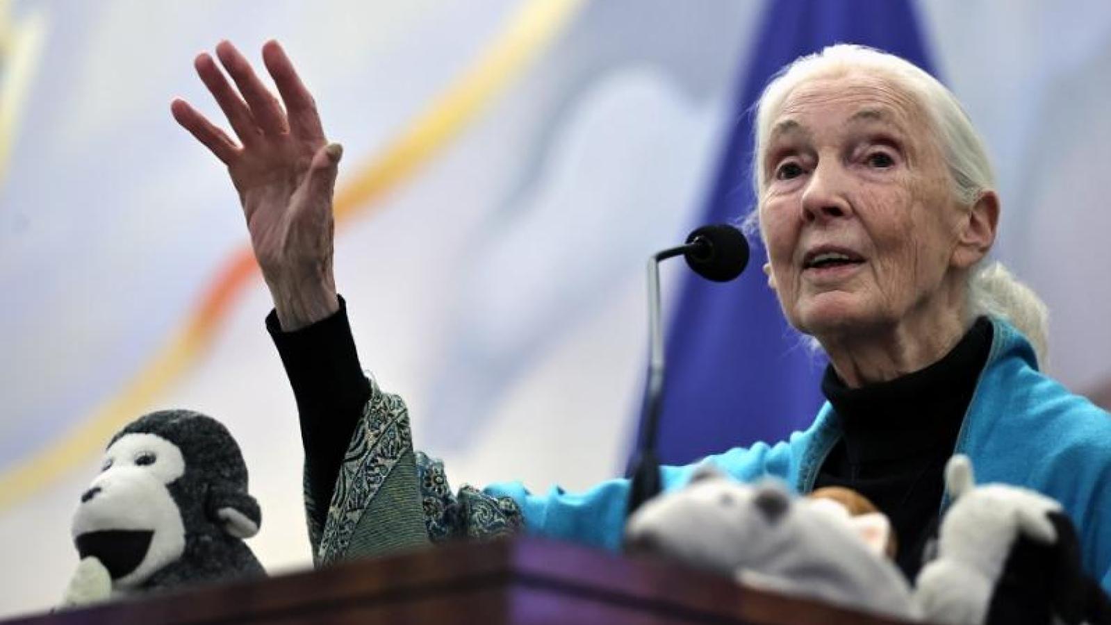 Primatóloga Jane Goodall falleció a los 91 años