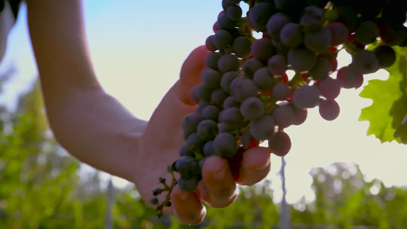 Viña Santa Rita es elegida la mejor del mundo por Forbes 2025