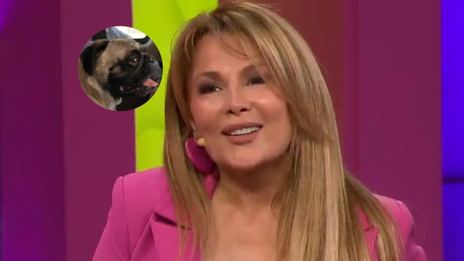 El emotivo reencuentro en vivo de Cathy Barriga con su perrito | 13.cl