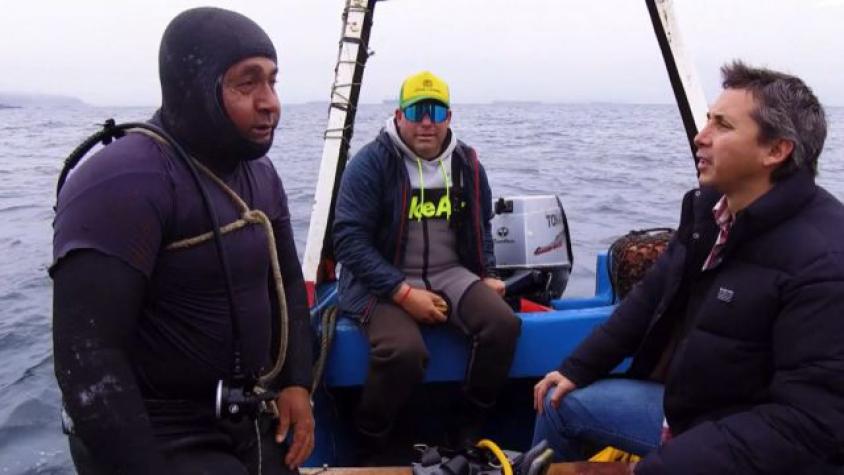 Homenaje al rey del mar chileno: el congrio colorado