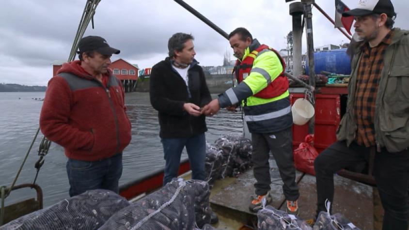 Pescadores chilotes explican cuál es la diferencia entre la cholga y el ...