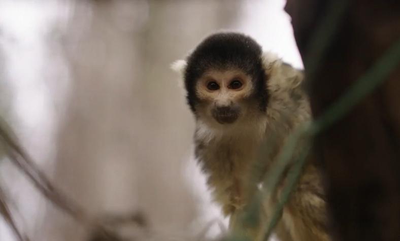 Este es el centro que rescata monos del tráfico ilegal de animales
