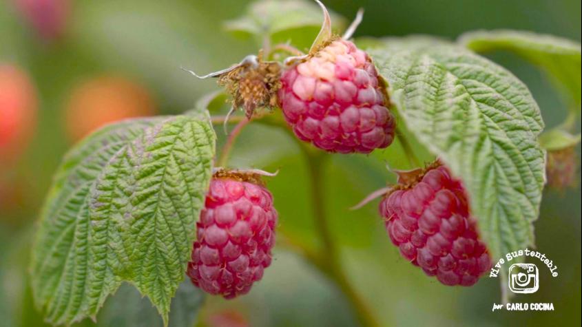 Conoce el cultivo y producción de la frambuesa en Chile