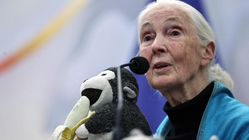 Proteger la biodiversidad: Conoce las reflexiones de Jane Goodall en su ...