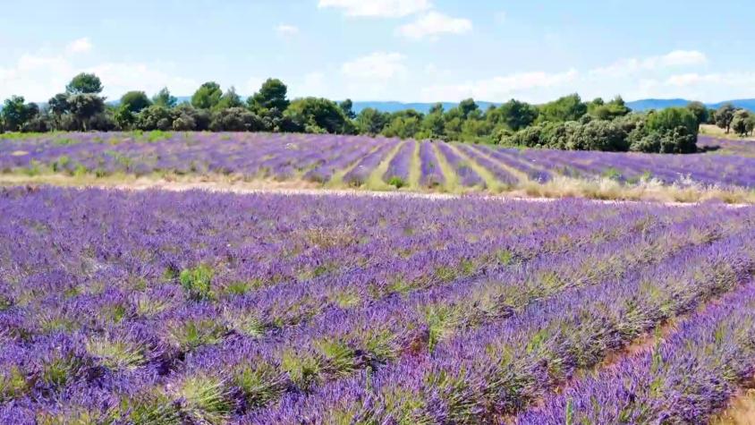 Descubre la Ruta de la Lavanda en Francia con Virginia Demaria en 'El ...