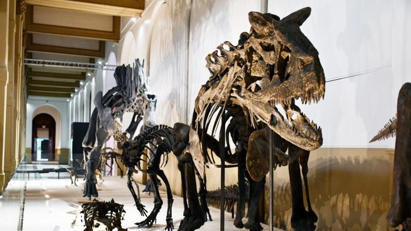 Conoce “Dinosaurios del Sur del Mundo”, la exposición que revela el ...