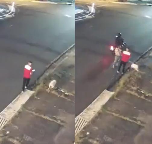 Héroe Perrito Perdió Una Pata Por Defender De Un Asalto A Su Dueño 13cl